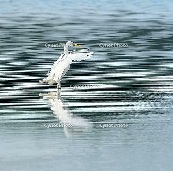 Great Egret (Ardea alba) stands with open wings in the shallow water ...