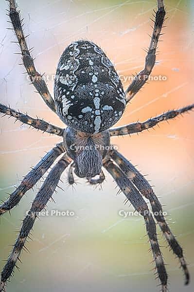 Interesting close-up of a cross spider (Araneus) on a web in warm light ...