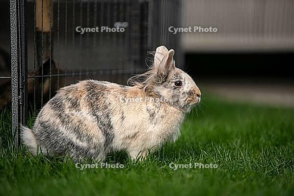 A speckled tricolor Lionhead rabbit with beautiful light fur stands in ...