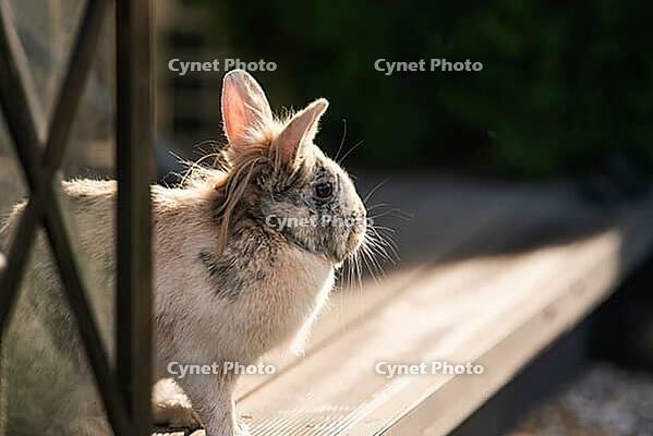 A close-up, side profile of a light-furred tricolor Lionhead rabbit ...