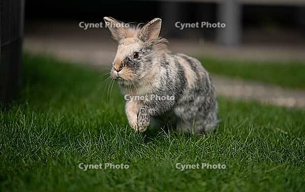 A beautiful tricolor Lionhead rabbit is captured mid-movement, hopping ...