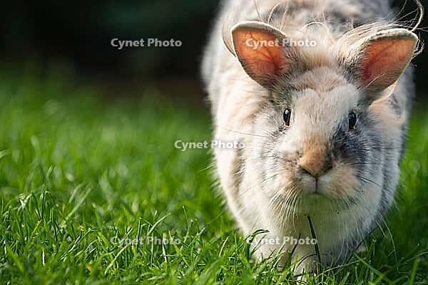 Ultra close-up of a Tricolor Lionhead rabbit's face and fluffy ears ...