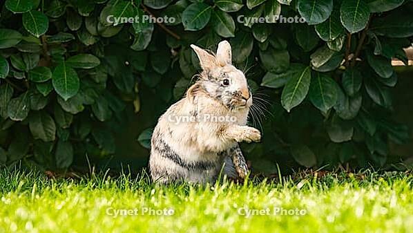 A charming shot of a tricolor Lionhead rabbit standing up on its hind ...