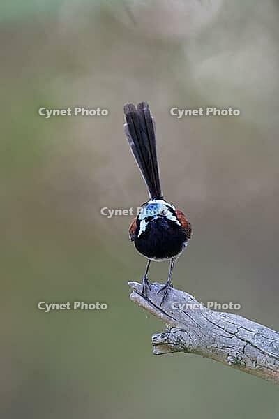Red-winged fairy-wren (Malurus elegans), Margaret River, Western ...