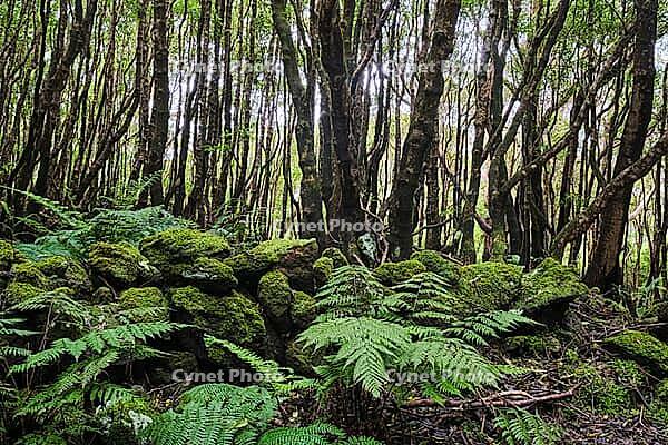 Forest with Azorean laurel (Laurus azorica), Terceira, Azores, Portugal ...