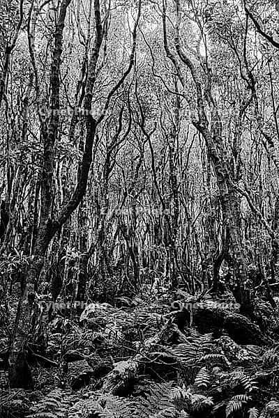 Forest with Azorean laurel (Laurus azorica), Terceira, Azores, Portugal ...