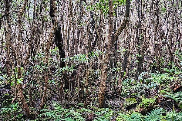 Forest with Azorean laurel (Laurus azorica), Terceira, Azores, Portugal ...