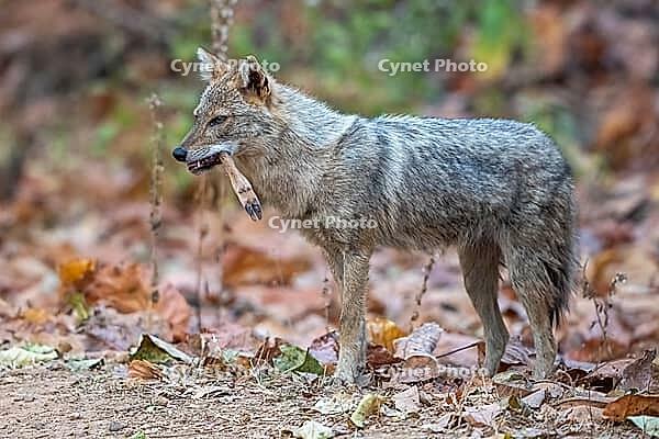 Indian jackal (Canis aureus indicus), a subspecies of the golden jackal ...