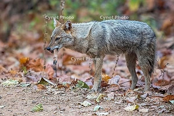 Indian jackal (Canis aureus indicus), a subspecies of the golden jackal ...
